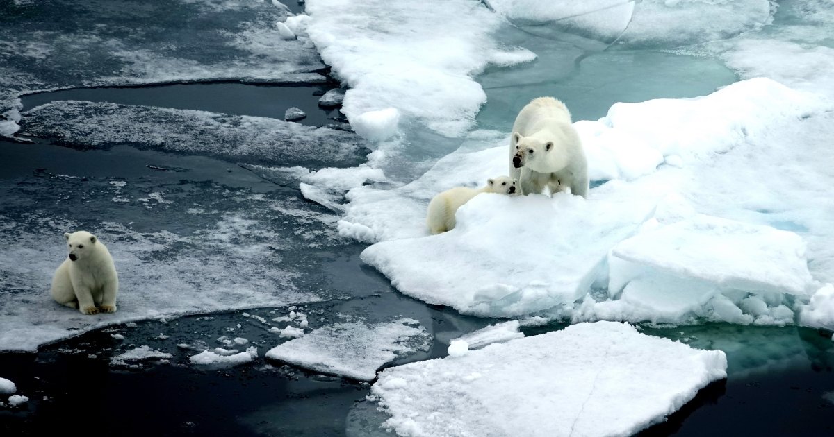 In Search of Polar Bears in the Arctic Summer: Part I | Wilson Center