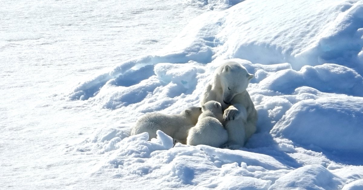 In Search of Polar Bears in the Arctic Summer: Part II | Wilson Center